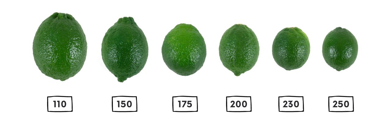 Descubre Nuestros Limones de primera | Limonik